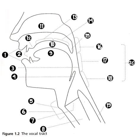Diagram Of The Vocal Tract Quizlet