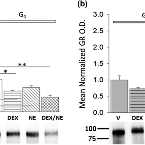 Immunofluorescence Staining Of Hypothalamic Primary Astrocyte Cell Download Scientific Diagram