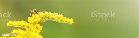 꿀벌과 꽃 배너 화창한 밝은 날에 노란 꽃 단색 에 꽃가루를 수집 큰 줄무늬 꿀벌의 가까이 매크로 사진 여름과 봄 배경 곤충에 대한 스톡 사진 및 기타 이미지 Istock