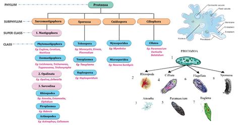 Classification Of Protozoa