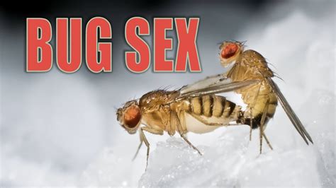 Bug Sex Official Trailer Youtube