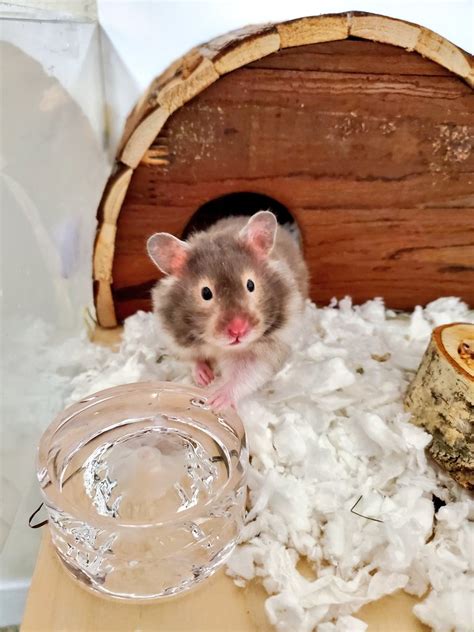 녹녹 On Twitter 세계 햄스터의 날을 기념해 저희 집 단추를 공개합니다💗