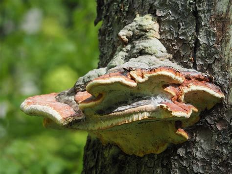 Fungus On Tree Trunk 2 By RunaCorner On DeviantArt