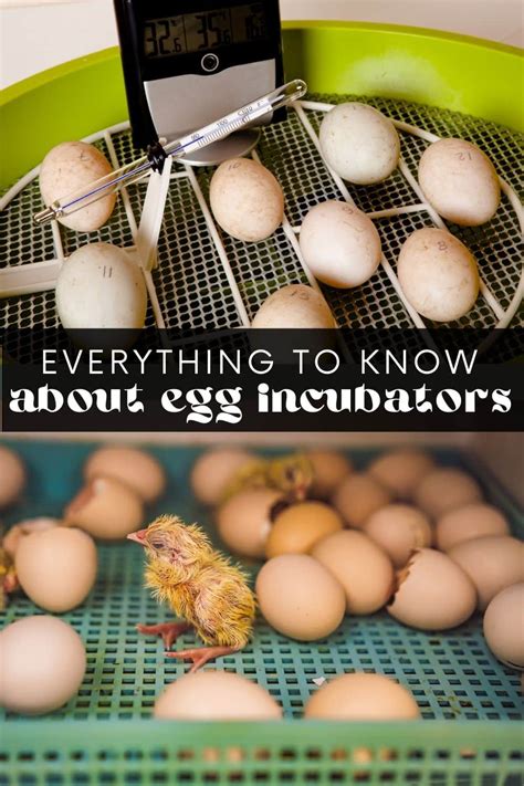 Incubating Chicken Eggs Longbourn Farm