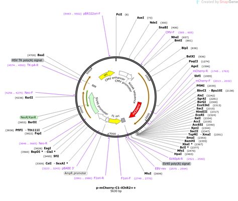 Addgene P Mcherry C1 Ichr2