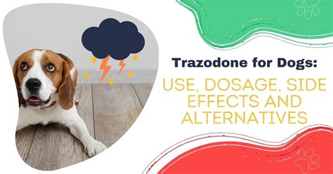 Trazodone For Dogs I Love Veterinary