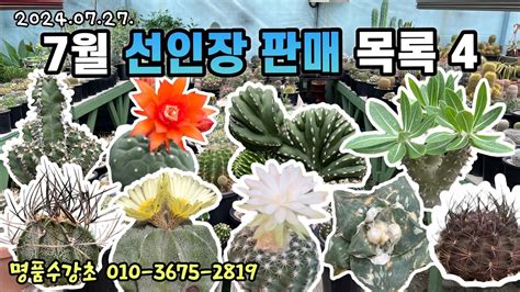 7월 선인장 아프리카식물 4 명품수강초 난봉옥기성옥화목단회오리 호른벤세 Youtube