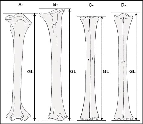 Age Sex And Method Of Skeletonization In The Studied Sample