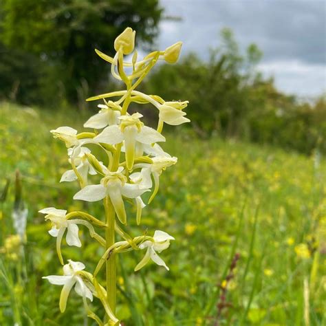 White Orchids Decorating And Caring For These Timeless Beauties