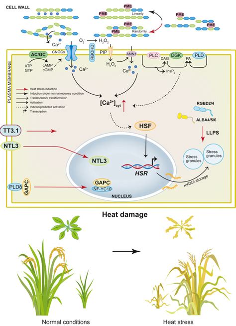 The Molecular Basis Of Heat Stress Responses In Plants Molecular Plant