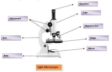 All Books Microscope Class 6 Science