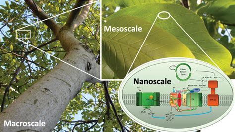 A Tree As A Bioreactor All Scales Matter From The Photosynthetic