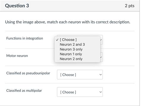 Solved Using The Image Above Match Each Neuron With Its Chegg Com