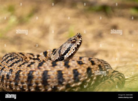 Asp Viper Aspic Viper European Asp Asp Vipera Aspis Coiled Male