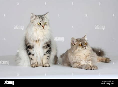 Cream Tabby Classic Hi Res Stock Photography And Images Alamy