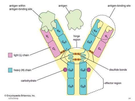 Multiple Myeloma Ppt