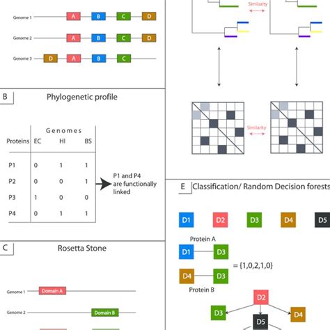 Pdf Deciphering Proteinprotein Interactions Part Ii Computational