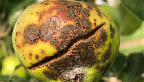 Apple Scab Fruit Fact Sheet Cals