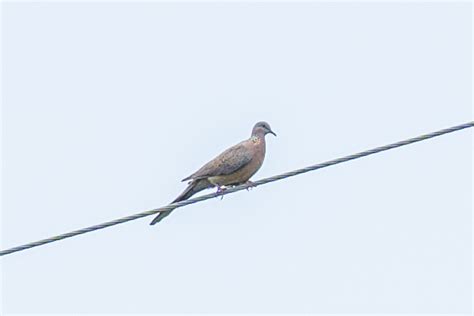 Spotted Dove In June 2023 By Kcss · Inaturalist