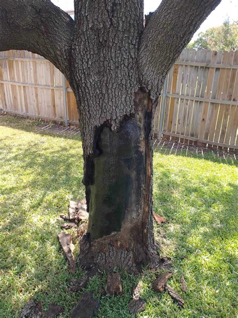 Sick Tree Help Fort Worth Arborist Co
