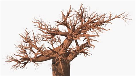 Naked Baobab D TurboSquid