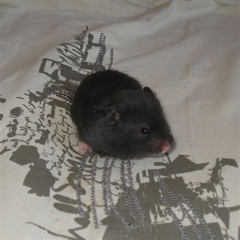 Сирийский хомяк черный пушистый 71 фото