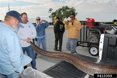 Pythons Genus Python