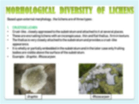 Solution Lichens Morphology And Internal Structure Lichenology Masters