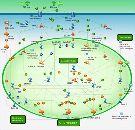 Cell Cycle Regulation Of G1 S Transition Part 1 Pathway Map Primepcr Life Science Bio Rad
