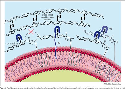 Figure 1 From β Lactam And Glycopeptide Antibiotics First And Last