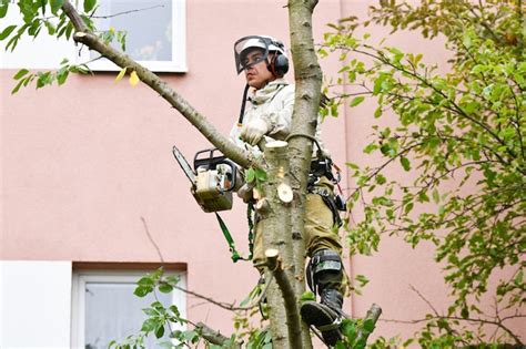 Premium Photo A Man Is Sawing A Tree Upstairs The Ropes Supporting A Person Are Sawing A Tree