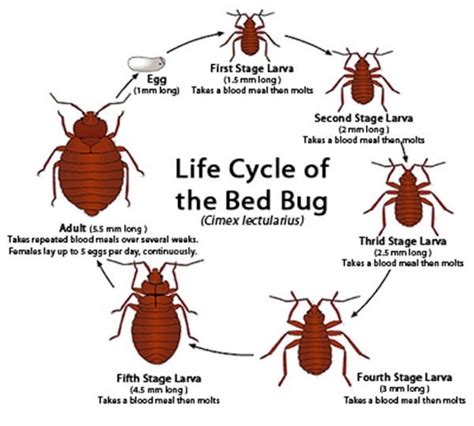 Bed Bug Cycle