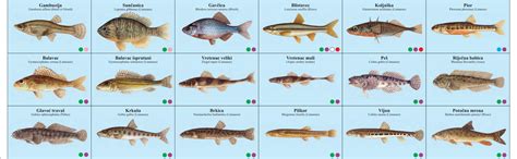 Vrste Ribe Šrd Ozalj