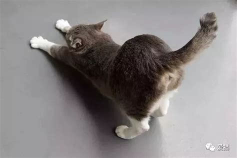 我舔过我家小母猫的屁股，我就是它最好的朋友了！”猫咪