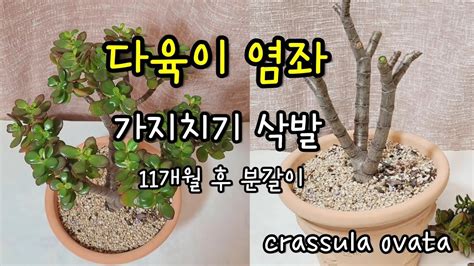 다육이 염좌 가지치기 11개월 후 예쁜 다육화분 분갈이 Youtube