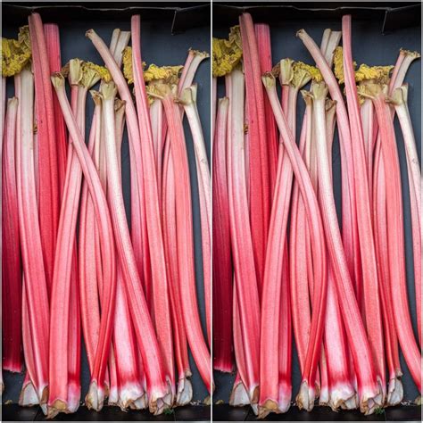 Buy Celery Red Stem Seeds Online Happy Valley Seeds