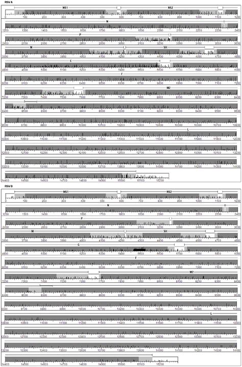 Entropy Plot And Graphical Representations Of The Rsv A And B Genomes