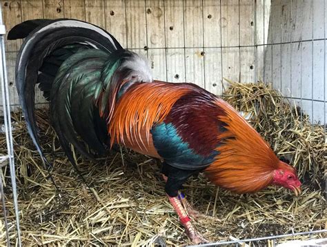 Ame American And Mexican Roosters Breeders Victor Silva