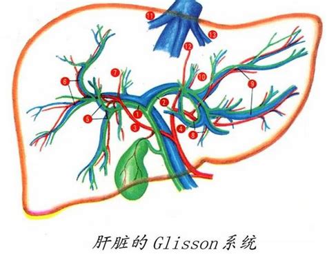 肝脏 《实用人体机能学》开放式书本——网络课本教材 课程在线阅读 实用人体机能学；药理学；课本；教材；书本；开放式；维基 Powered By Hdwiki