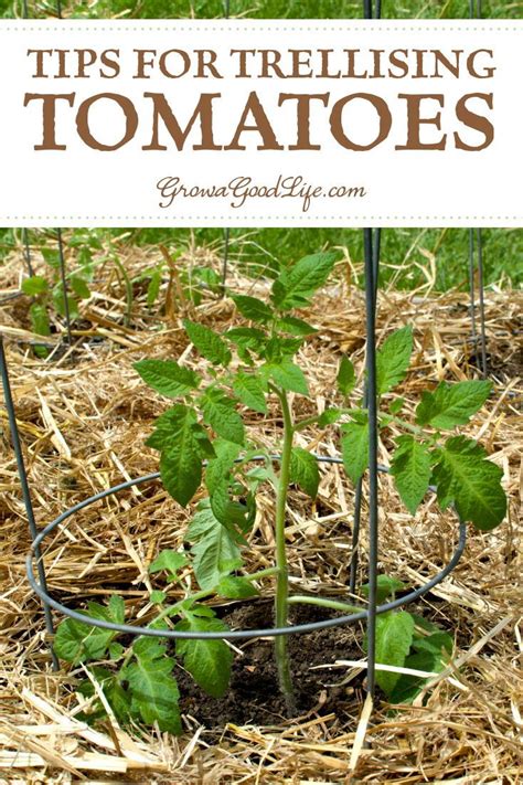9 Creative DIY Tomato Trellis Ideas Tomato Garden Tomato Trellis Growing Tomatoes