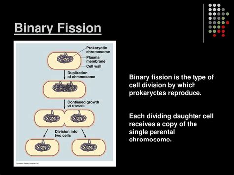 Meiosis And Sexual Life Cycles Ppt Download