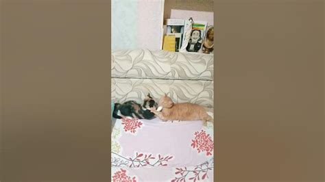 От любви до ненависти один шаг Youtube