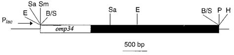Partial Restriction Map Of Paal91 A 37 Kb Genomic Fragment Was Cloned