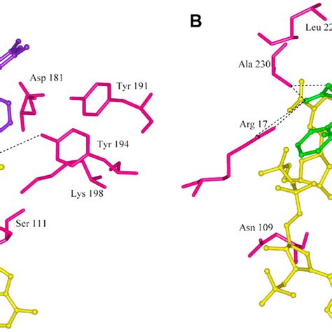Predicted Binding Models For A Compound 1 Purple And B Compound 2 Download Scientific