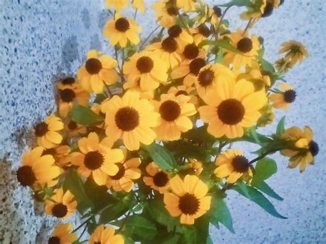 Жёлтые цветы в вазе