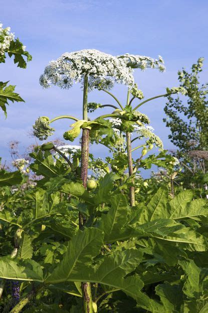 What Is Cow Parsnip Cow Parsnip Growing Conditions And More Gardening Know How