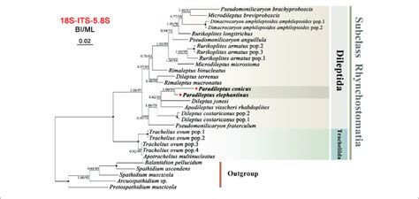 Bayesian Inference Bi Tree Inferred From Concatenated Rdna