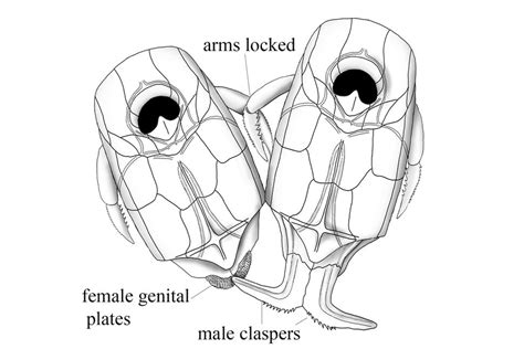 Photos First Sex Revealed In Fossilized Square Dancing Fish Live