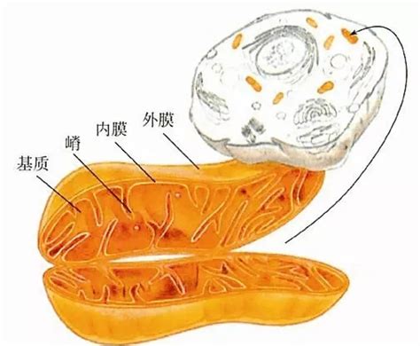 线粒体：细胞的“能量工厂”与健康守护者