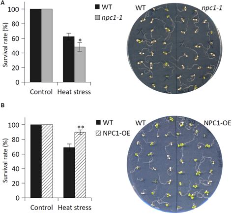 Subcellular Localization Of Npc1gfp In The Roots Of Transgenic